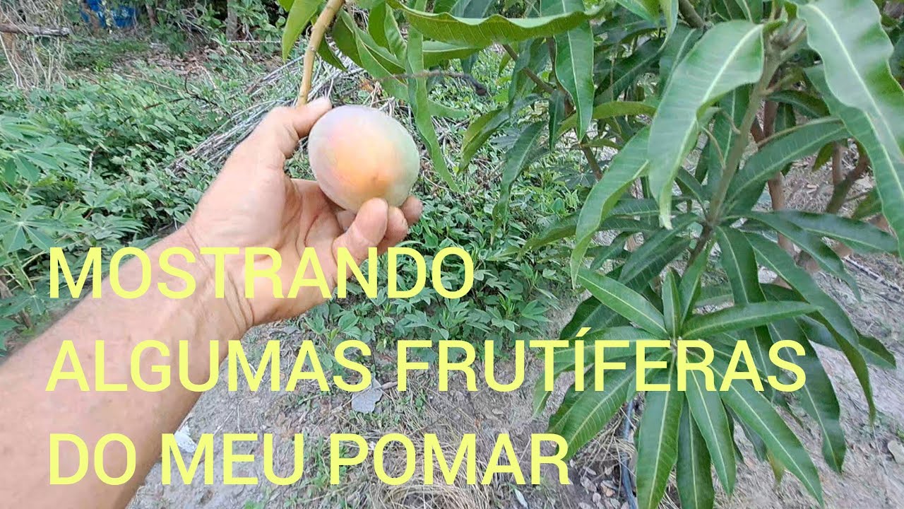 mostrando algumas frutíferas aqui do meu quintal ( pomar) parte 1 - YouTube