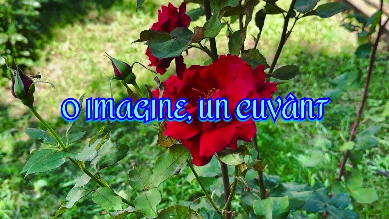 O IMAGINE, UN CUVÂNT - 11 06 2023 - YouTube