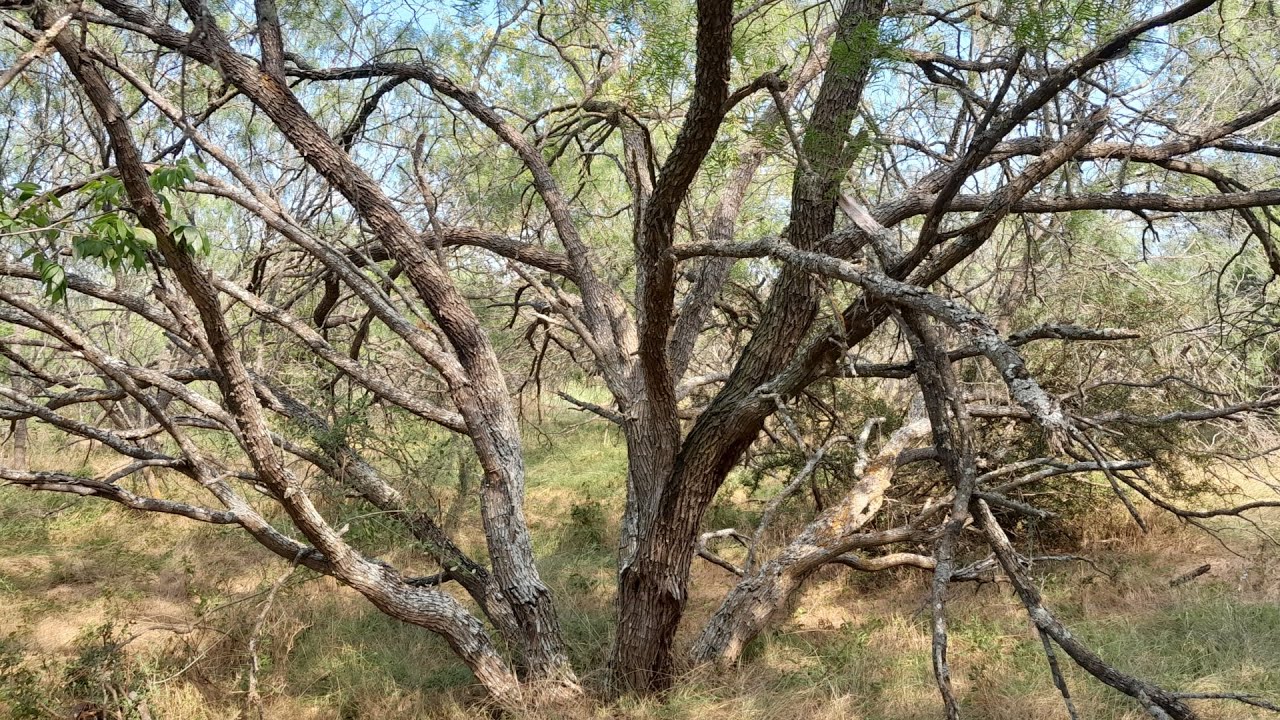 The many uses of mesquite. - YouTube