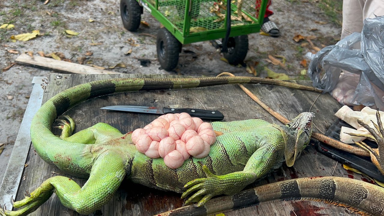 Log 2 - how to Make 6 Egg Omelette with iguana eggs(Mini Skillet Recipe ...