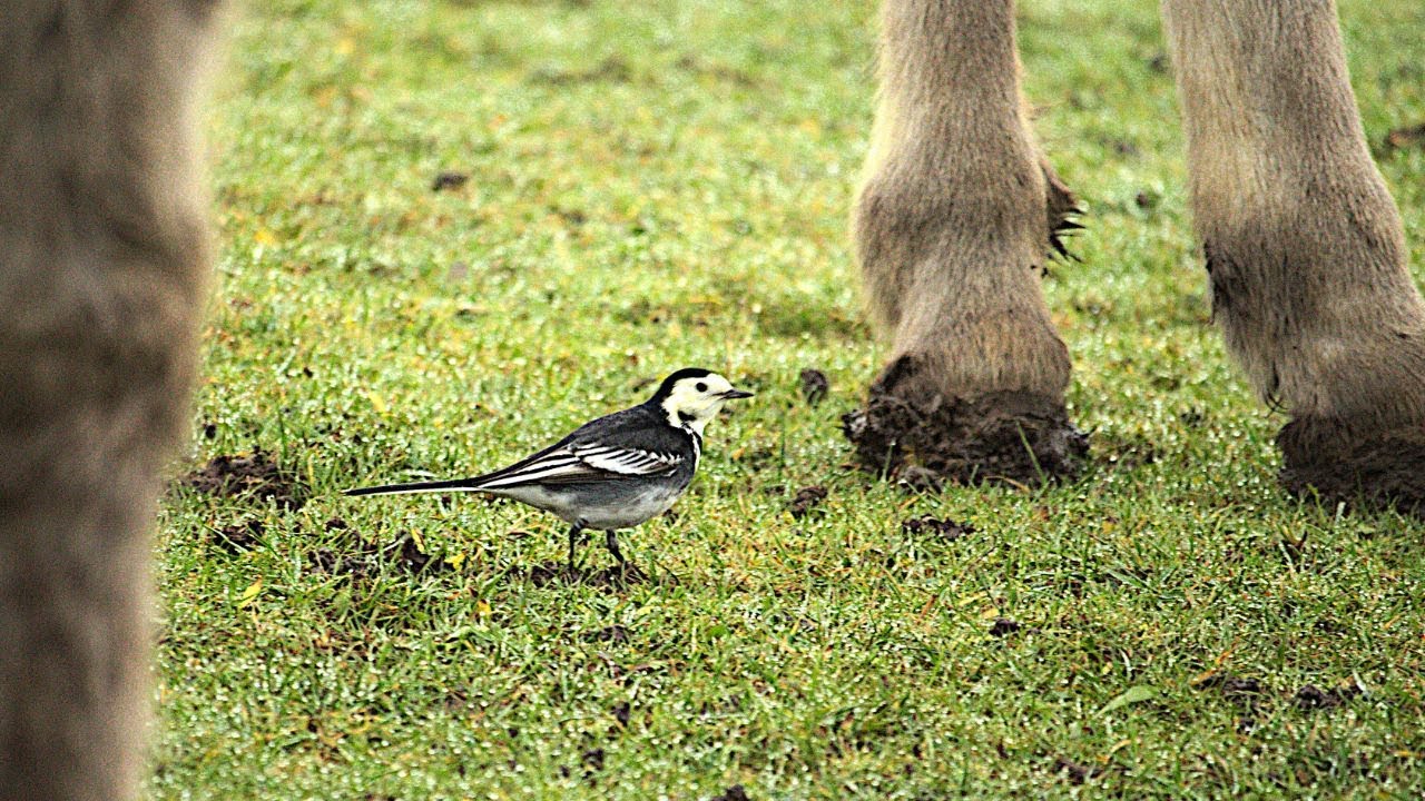 Bird playing near donkeys - YouTube