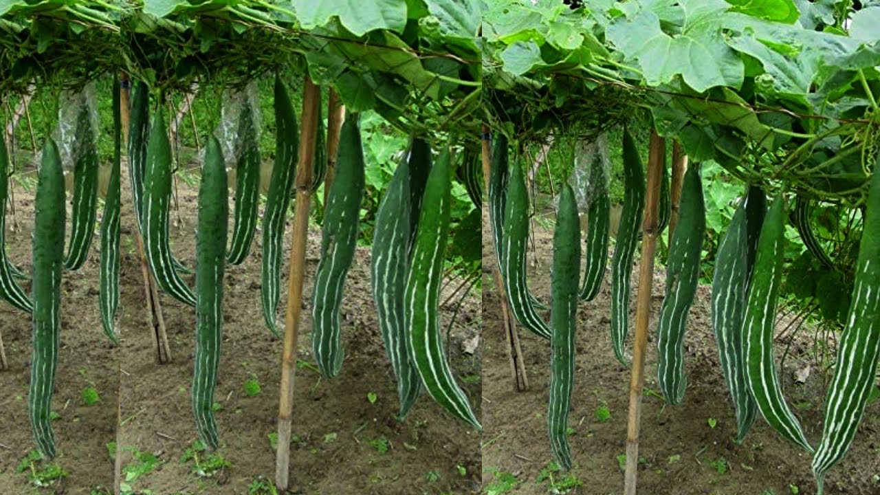 chichingar jhal | chichinga recipe | chichinda ki sabji | snake gourd ...