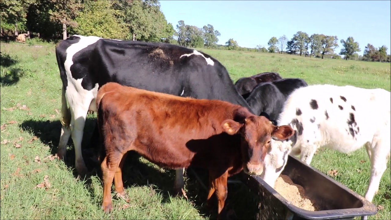 What is a Freemartin??? - YouTube