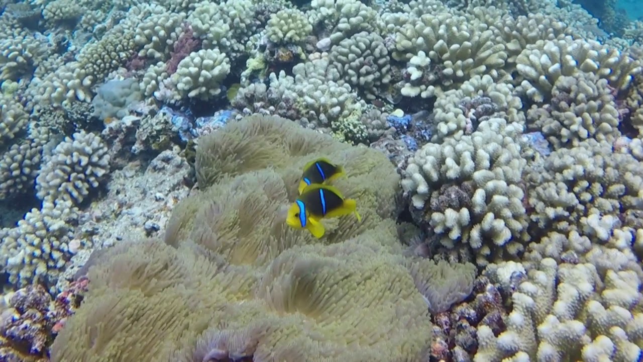 2018-01-23 Nemo SCUBA Dive - YouTube