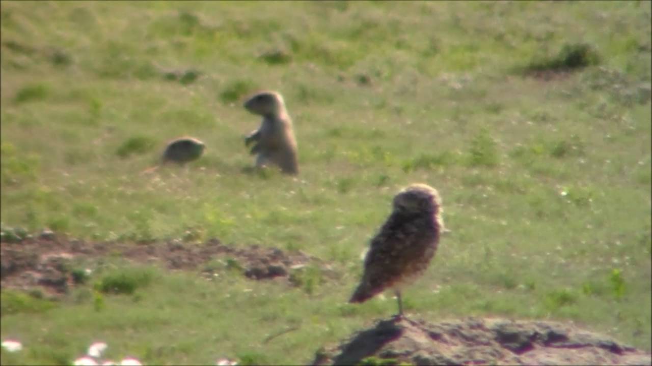 Prairie dogs play fighting (cute) in Badlands National Park - YouTube