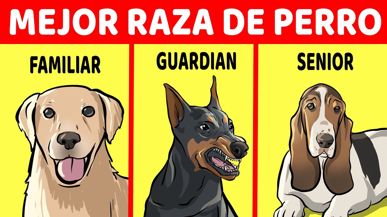 Cómo Elegir La Raza De Perro Perfecta Para Ti - YouTube