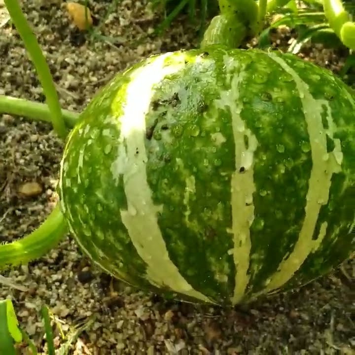 BEES POLLINATING SQUASH - YouTube