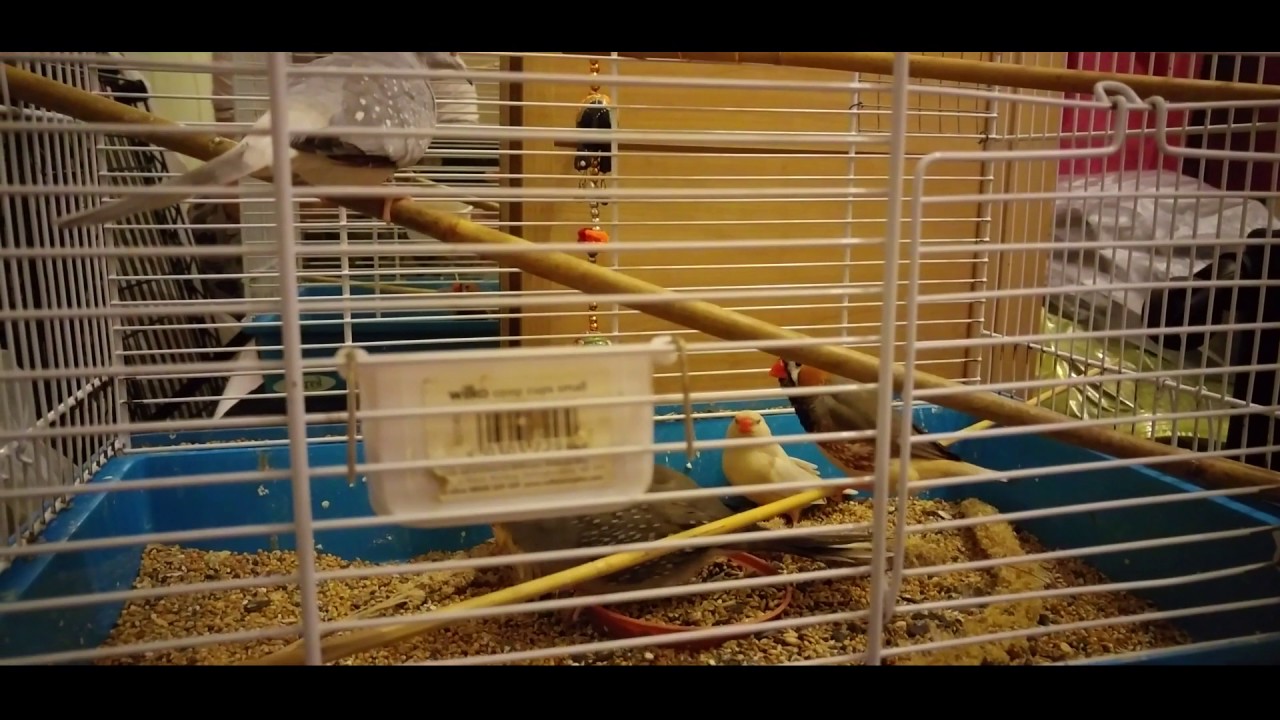 New Diamond Doves and Zebra finches for my Finch Aviary! - YouTube