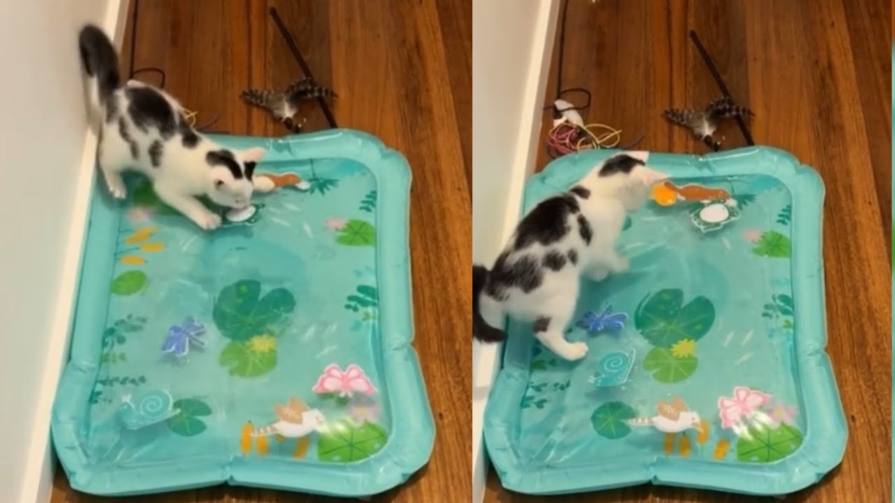 Water Sensory Play Mat for Cats Review 2024 - YouTube