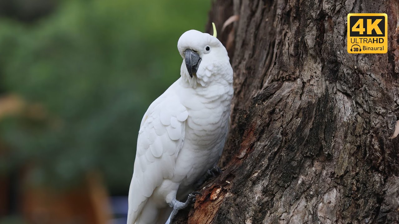 Yarra Valley - Australia Sulphur-crested (White) Cockatoo - 4K 3D ...