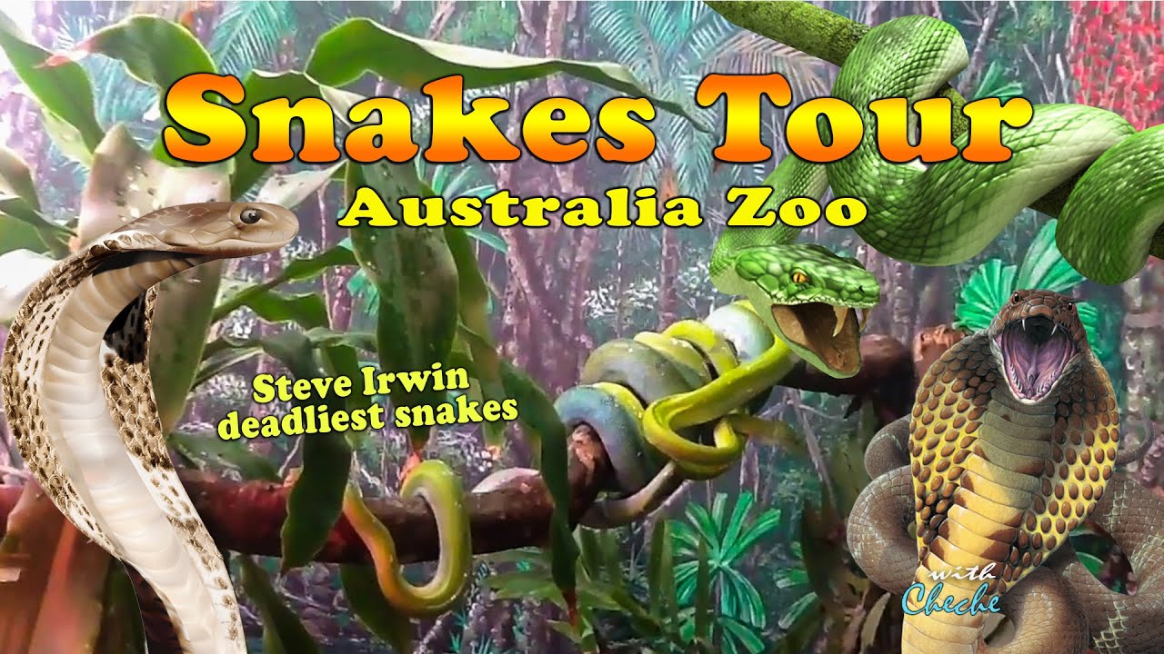 Snakes Tour Australia Zoo Sunshine Coast | Steve Irwin Snakes - YouTube