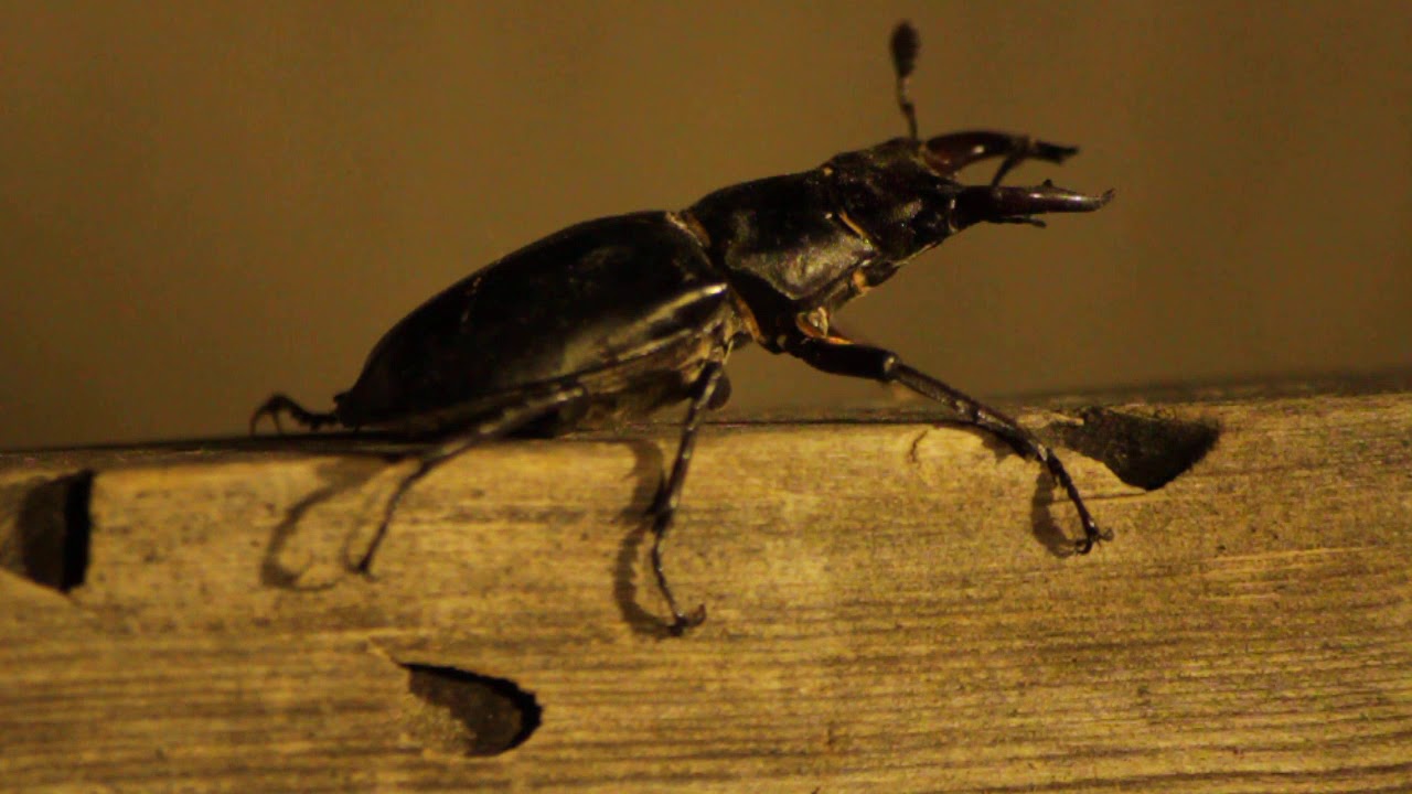 ირემა ხოჭო - Lucanus ibericus - YouTube