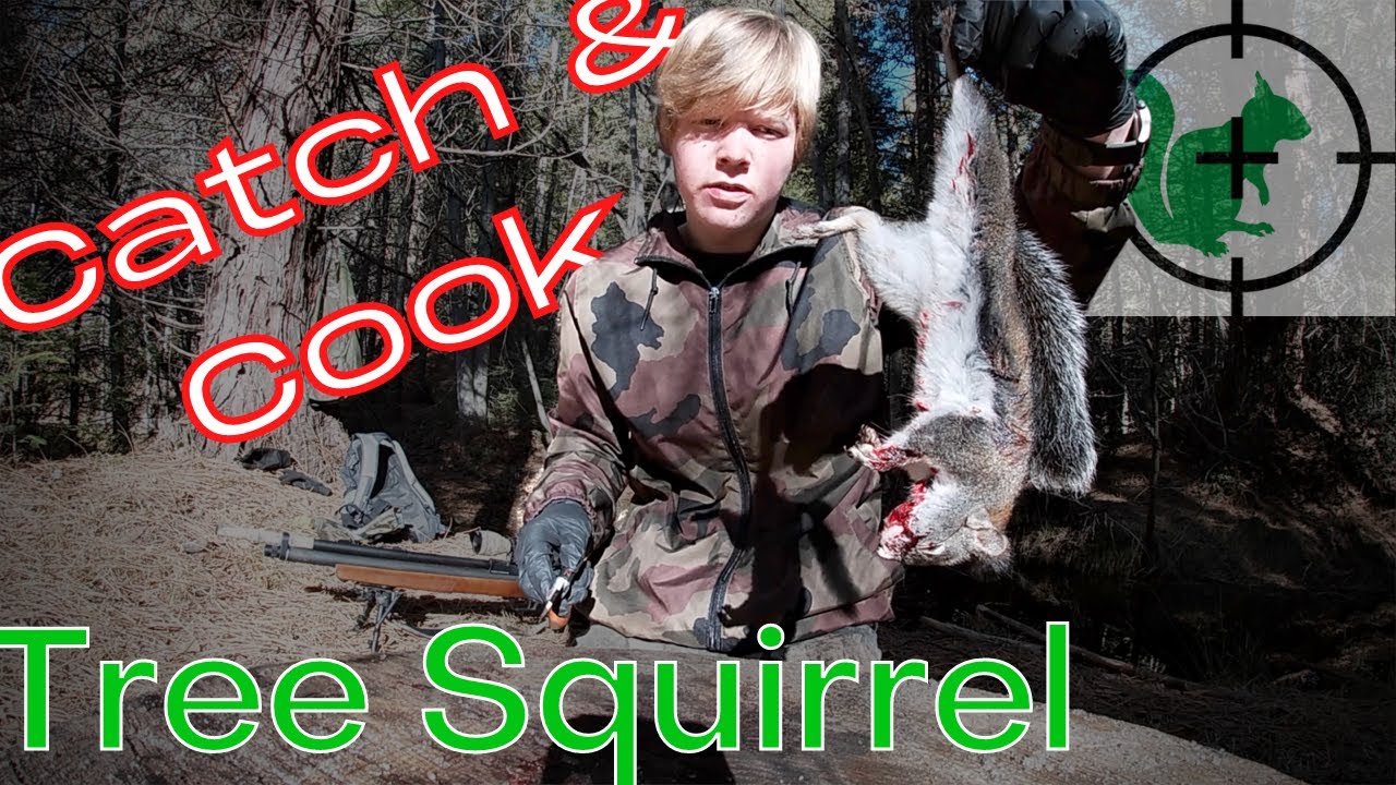 Tree Squirrel: *CHICKAREE* {Catch & Cook} in the Woods! | CA Public ...