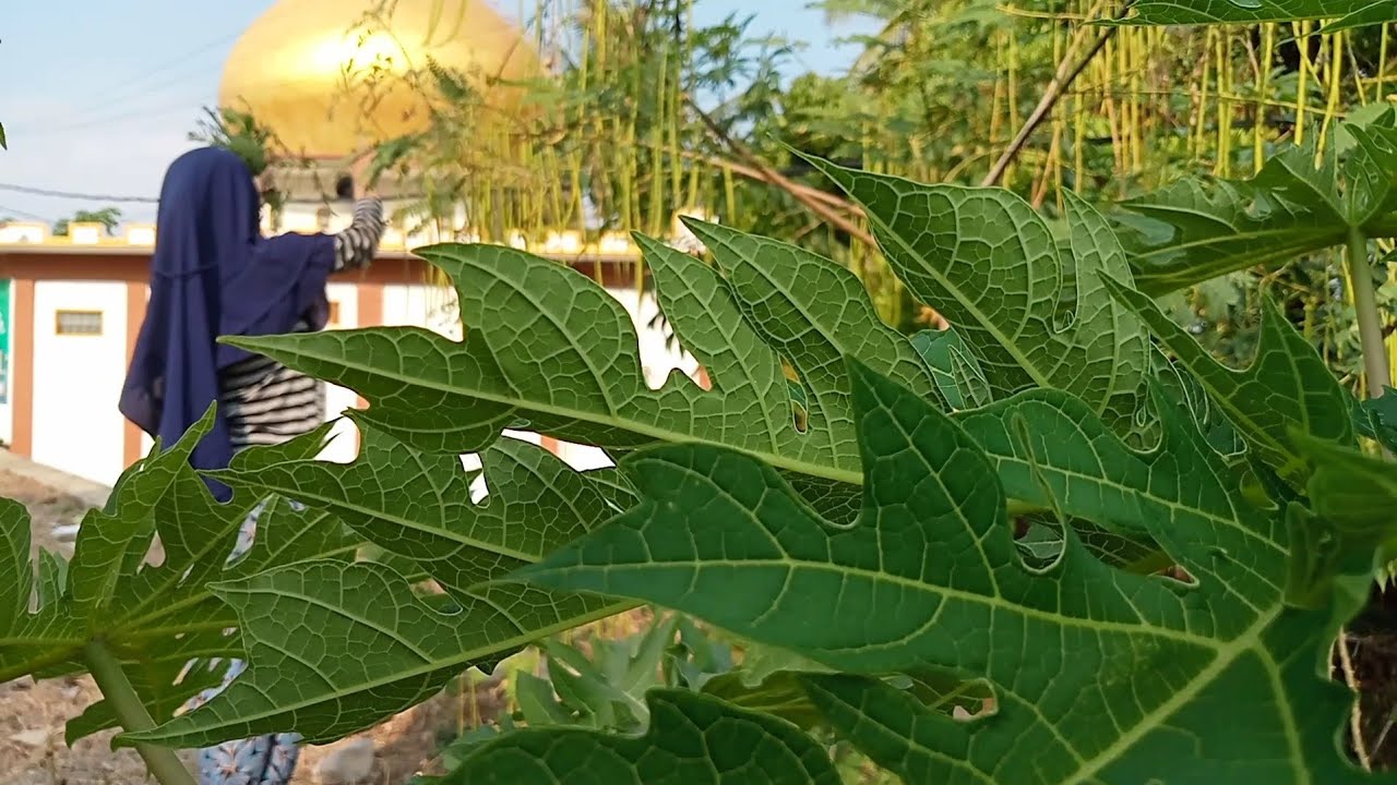 petik daun turi dan di buat masakan yang nikmat luar biasa ||masakan ...