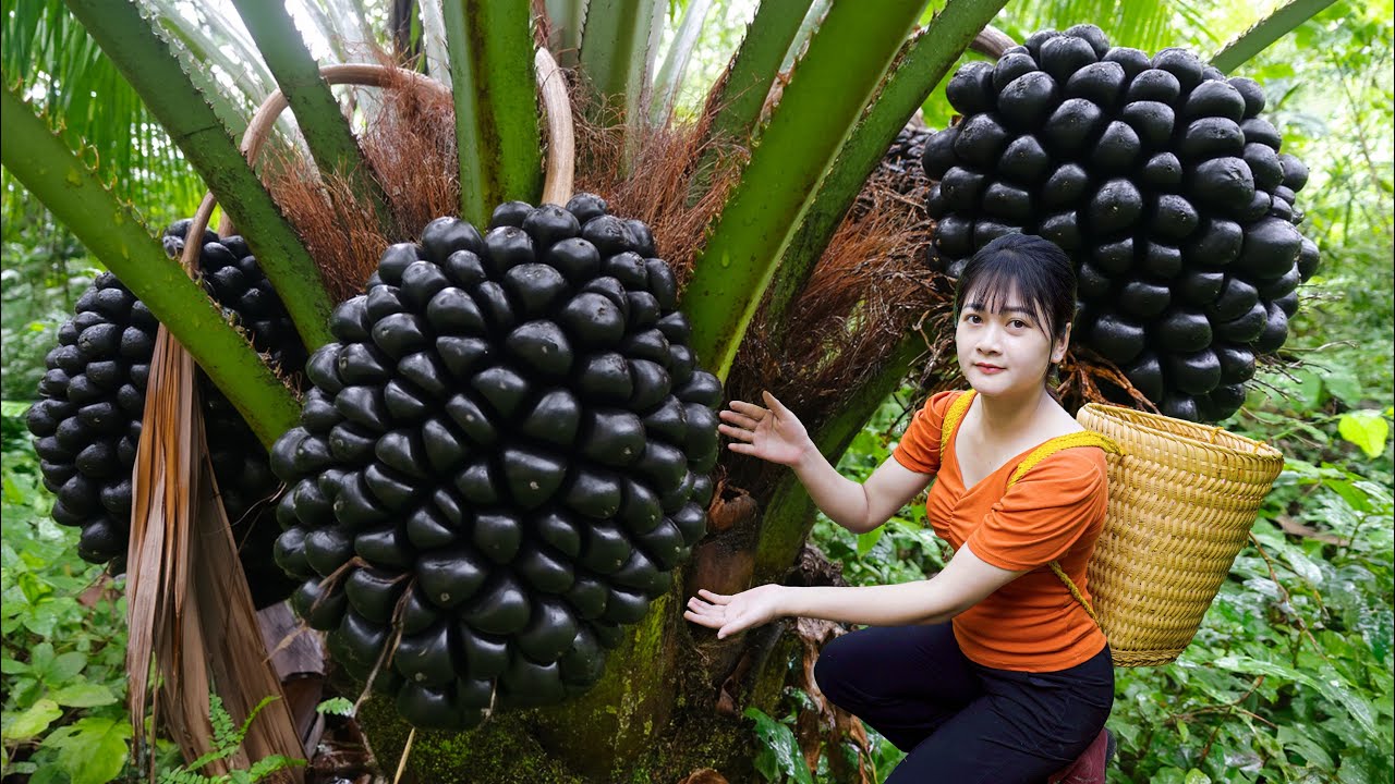How to Harvest Giant Hybrid Black Toad Fruit To Market - Traditional ...