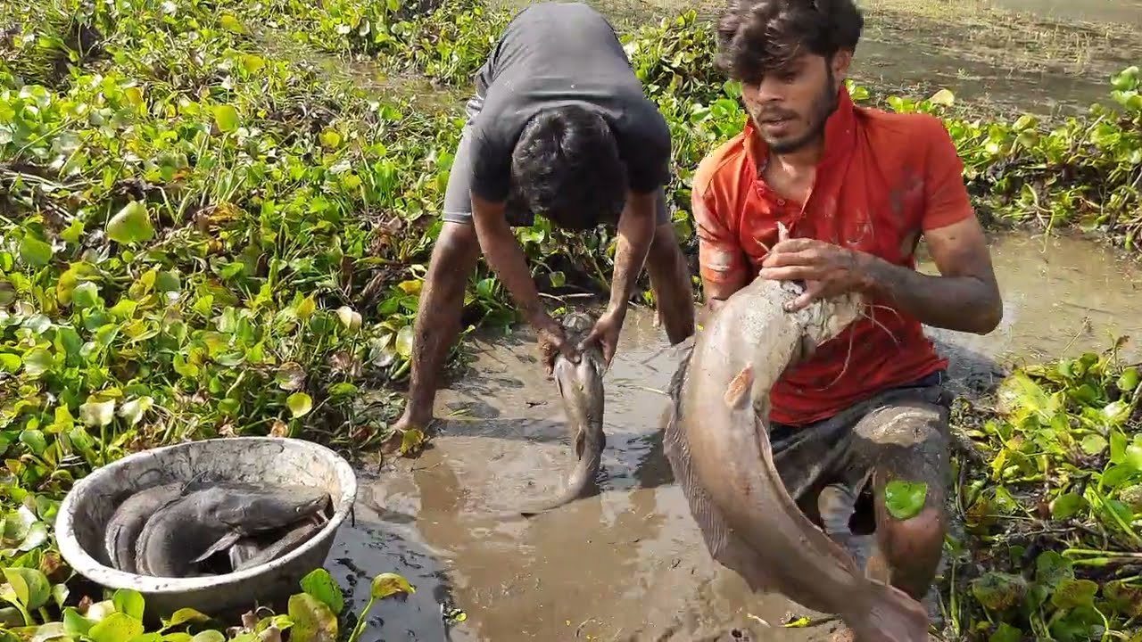 Unique Hand Fishing Amazing Catch Lots Of Catfish Under The Water ...