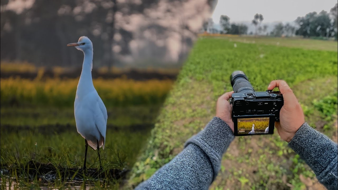 Sony A6100 vs A6700 Wildlife Test | 55-210mm Lens Real Bird Photography ...