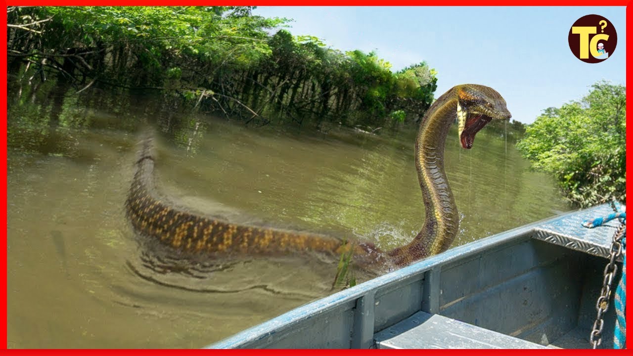 10 monstruos más peligrosos del río Amazonas - YouTube