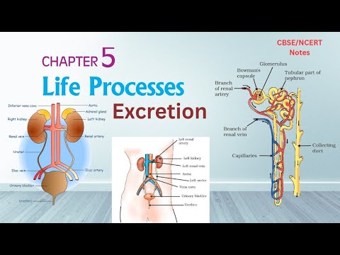 Class - 10 | Science | chapter - 5 | Life Processes | Excretion in ...