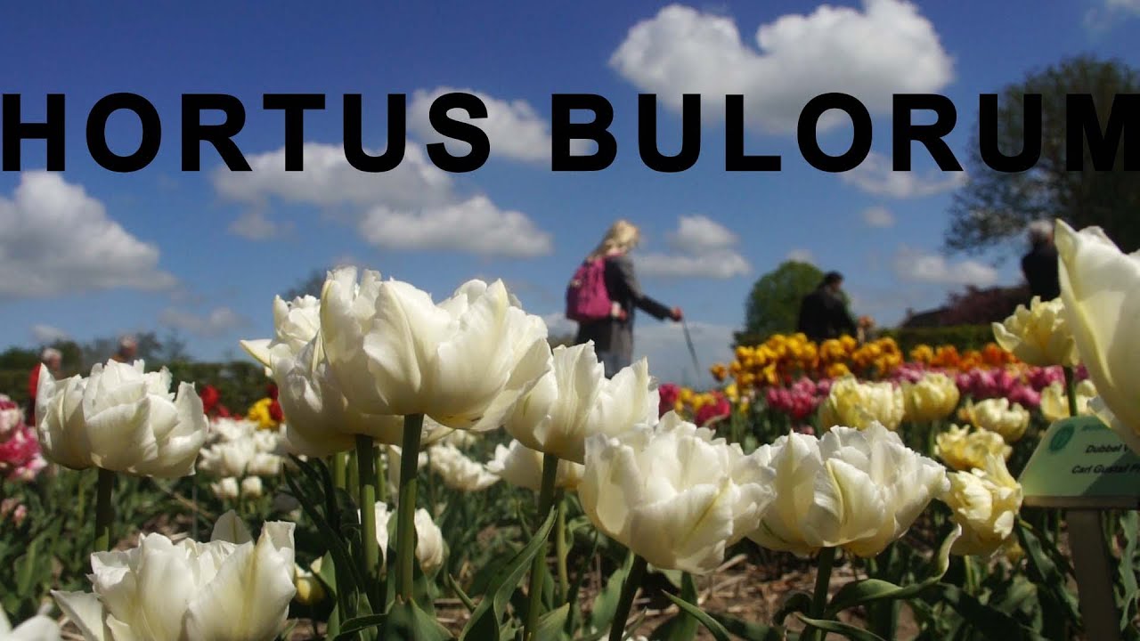 Hortus Bulborum Limmen - YouTube