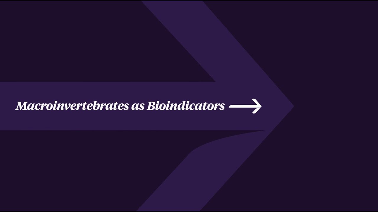 Macroinvertebrates as Bioindicators - YouTube
