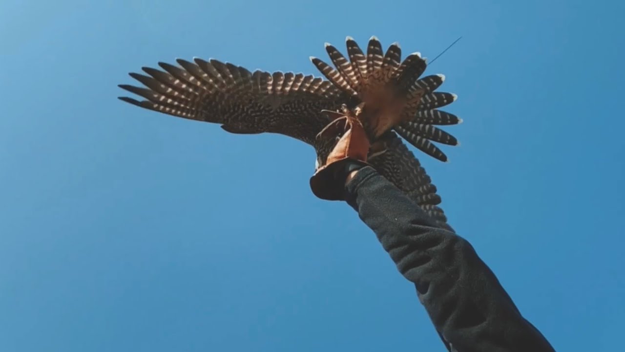 FALCONRY/GAME HAWKING "Knockdown" - YouTube