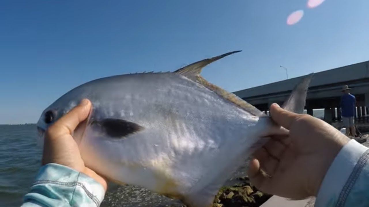 Permit Catch, Clean, Cook - YouTube