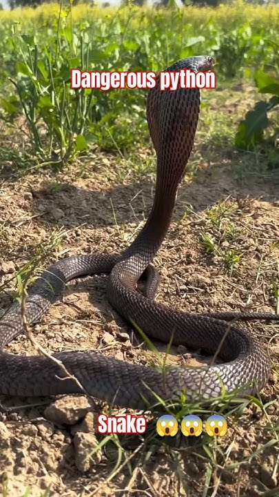 Snake || python snake facts🥸🐍🐍 #trending #shorts #viralshorts - YouTube