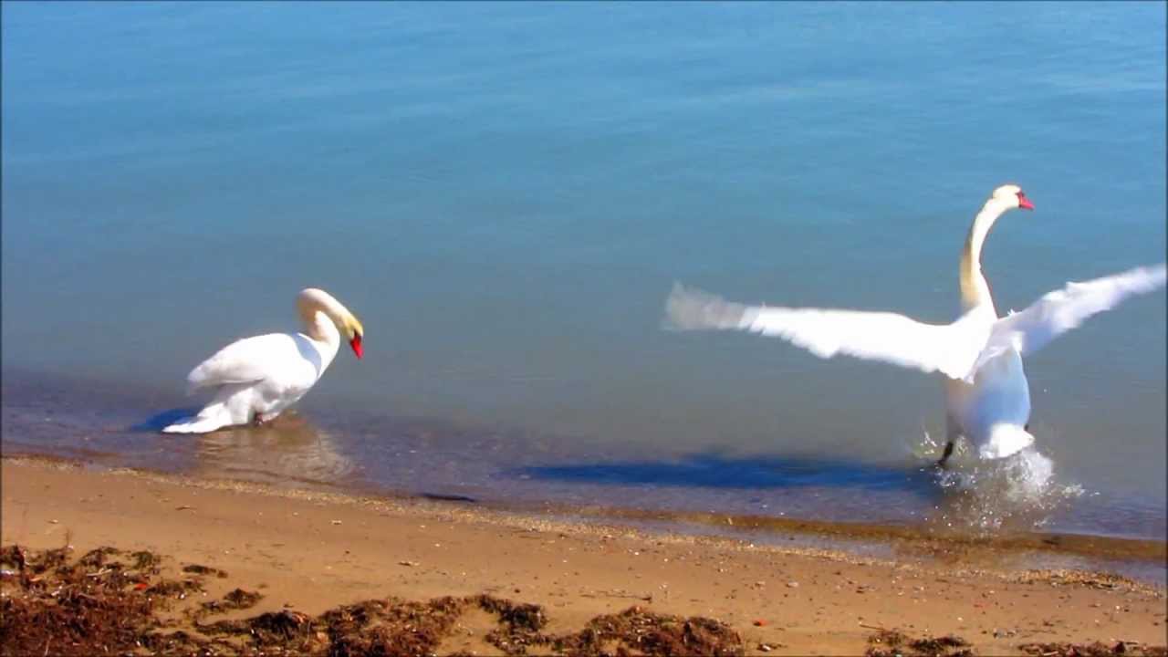 Swan's Mating Dance - YouTube
