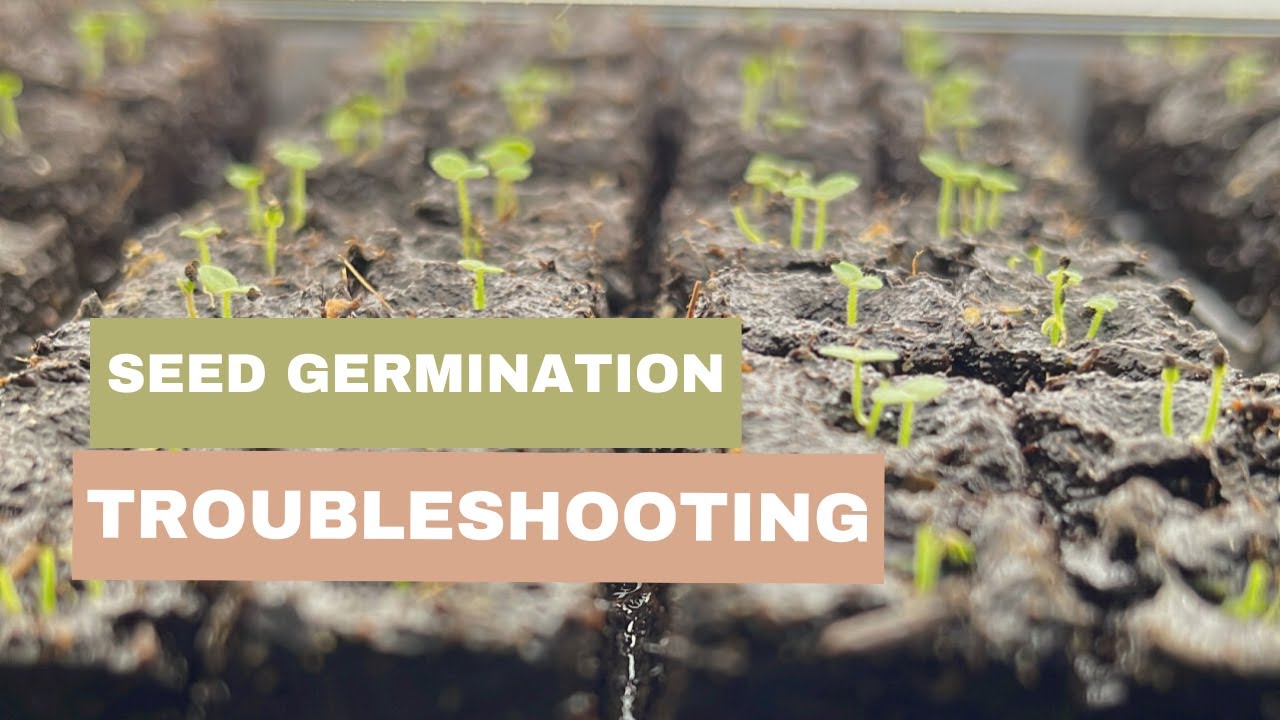 Seed Germination Troubleshooting - YouTube