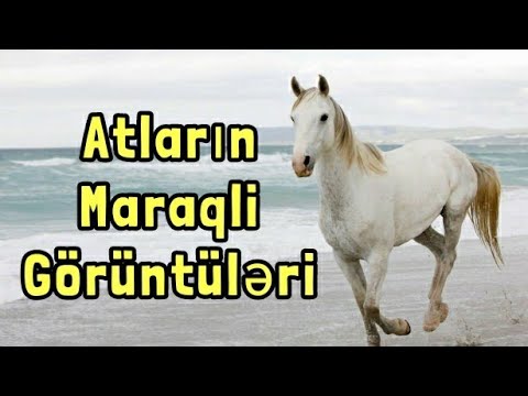 Atlar vanna qebul ederken 2019 - maraqli status videosu 2019 sona qeder izleyin sonu daha maraqlidi