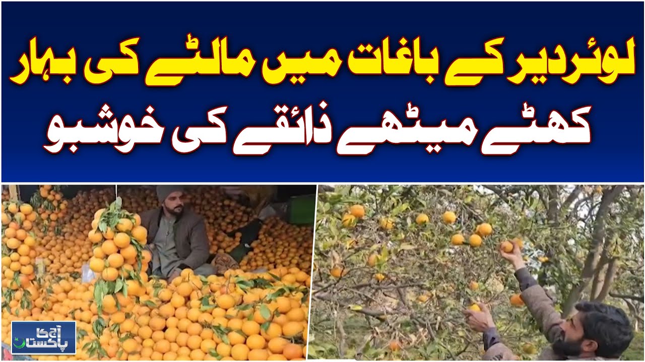 Lower Dir Citrus Orchards | Red Bull & Shukri Oranges in Season ...