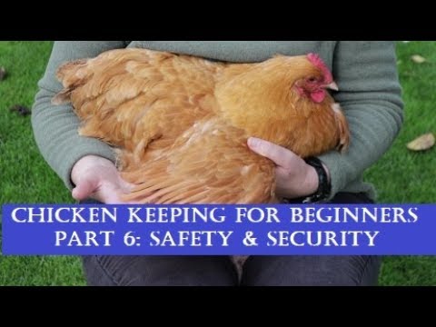 Chicken Keeping for Beginners, Part 6: Safety & Security - YouTube