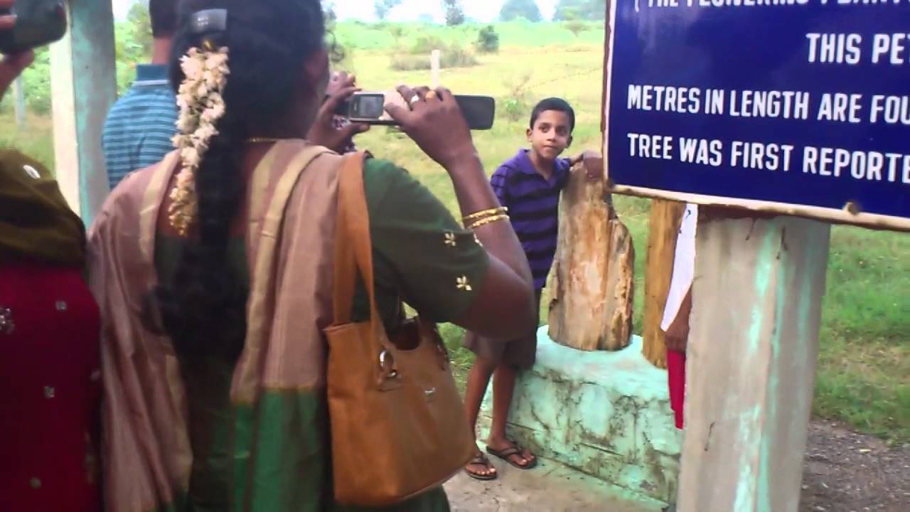 FOSSILISED TREE IN SATHANUR visited on 3rd Dec2011.mp4 - YouTube