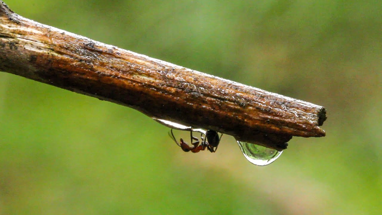 Ant Drinking Water From A Water Drop | (FULL HD) - YouTube