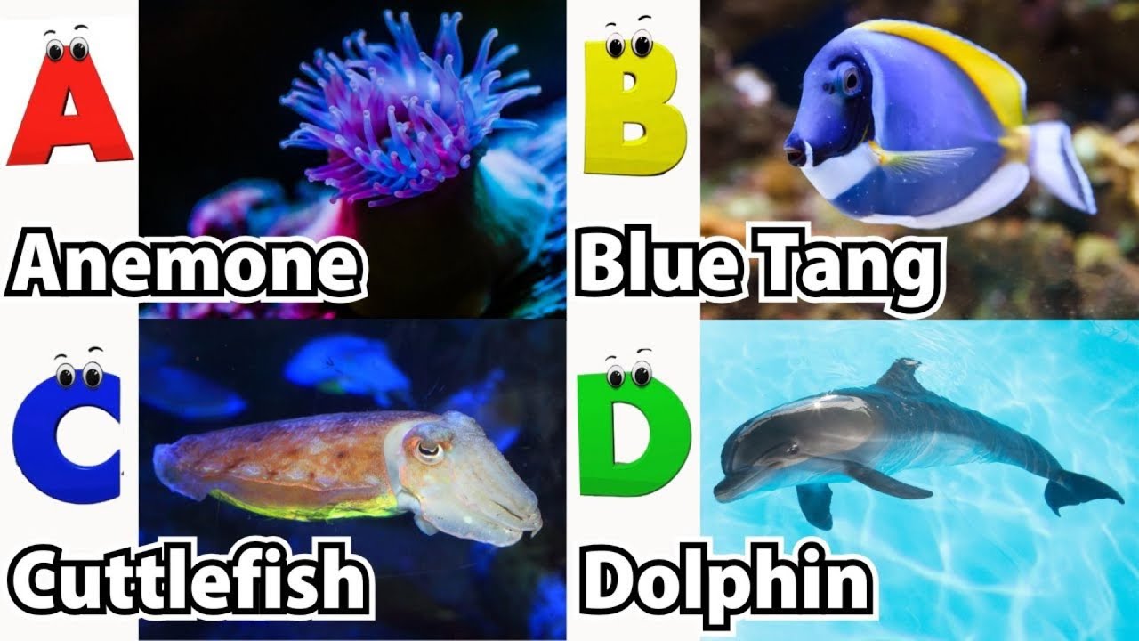 Alphabet Song with Sea Animals | ABC Learning Video for Preschool Kids | Koko Study Class - YouTube