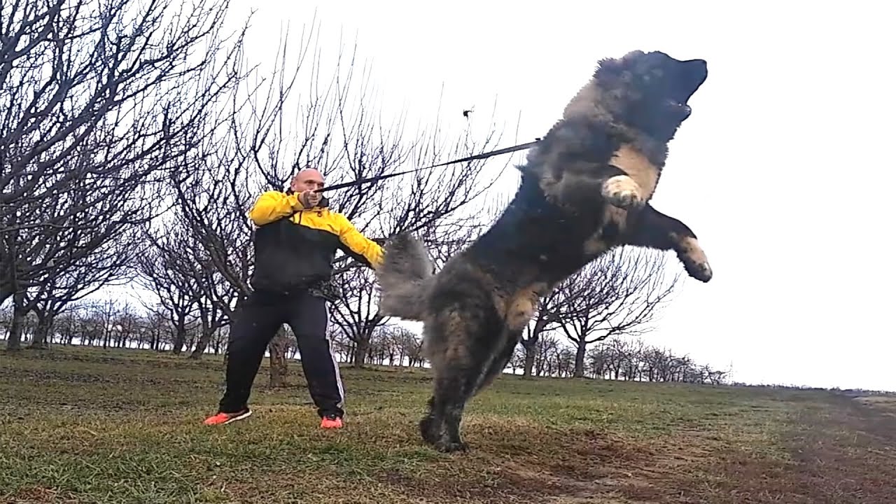 Deltari Ilir/Qeni i Sharrit - Qeni me i Fuqishem Shqiptar - YouTube