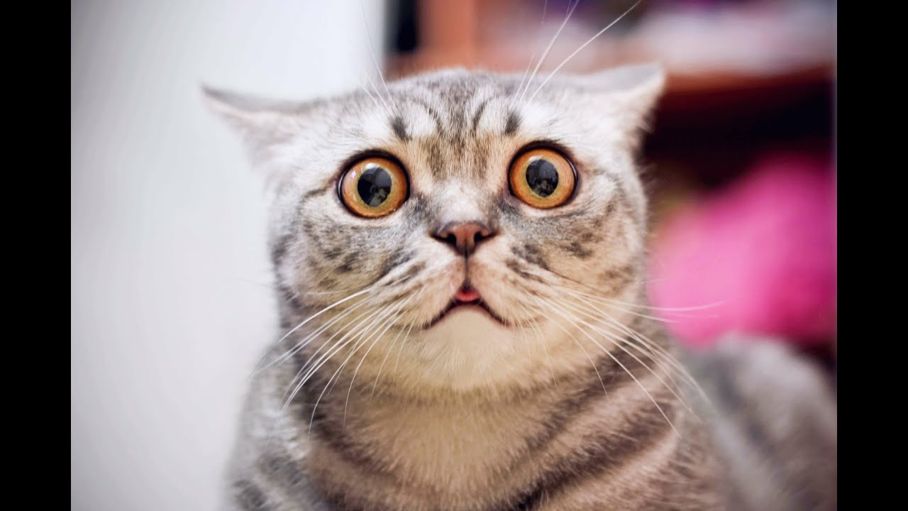 Exciting Cats Compilation - Have a fun day - YouTube