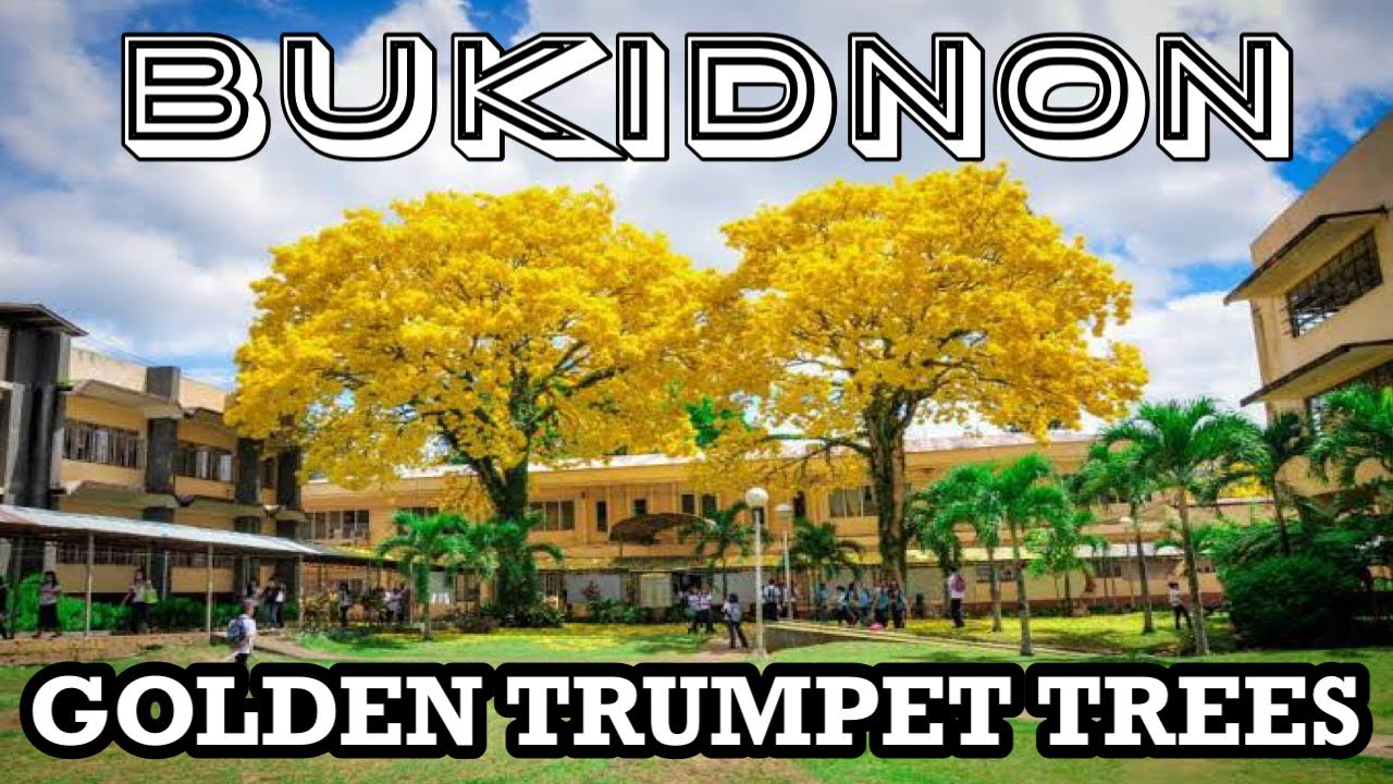 GOLDEN TRUMPET TREES | BUKIDNON - YouTube