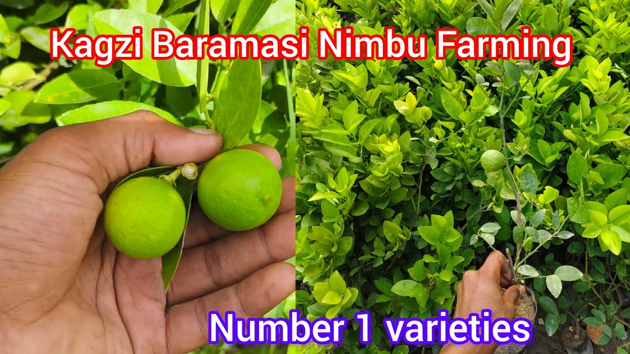 Original Baramasi kagzi Nimbu Farming || Contact. 7432861939 - YouTube