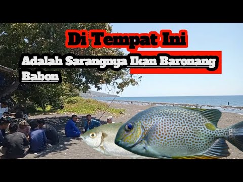 Berburu ikan Sadar Dan ikan Baronang Sampe ke Desa Pedamekan,Lombok ...