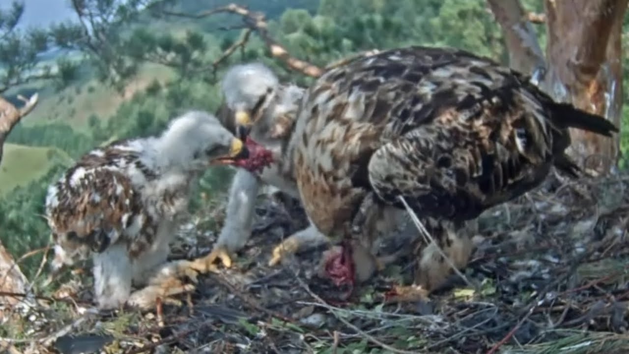 Eastern imperial eagles | Eagle mom arrives to feed breakfast to her two eaglets | July 6, 2024 ...