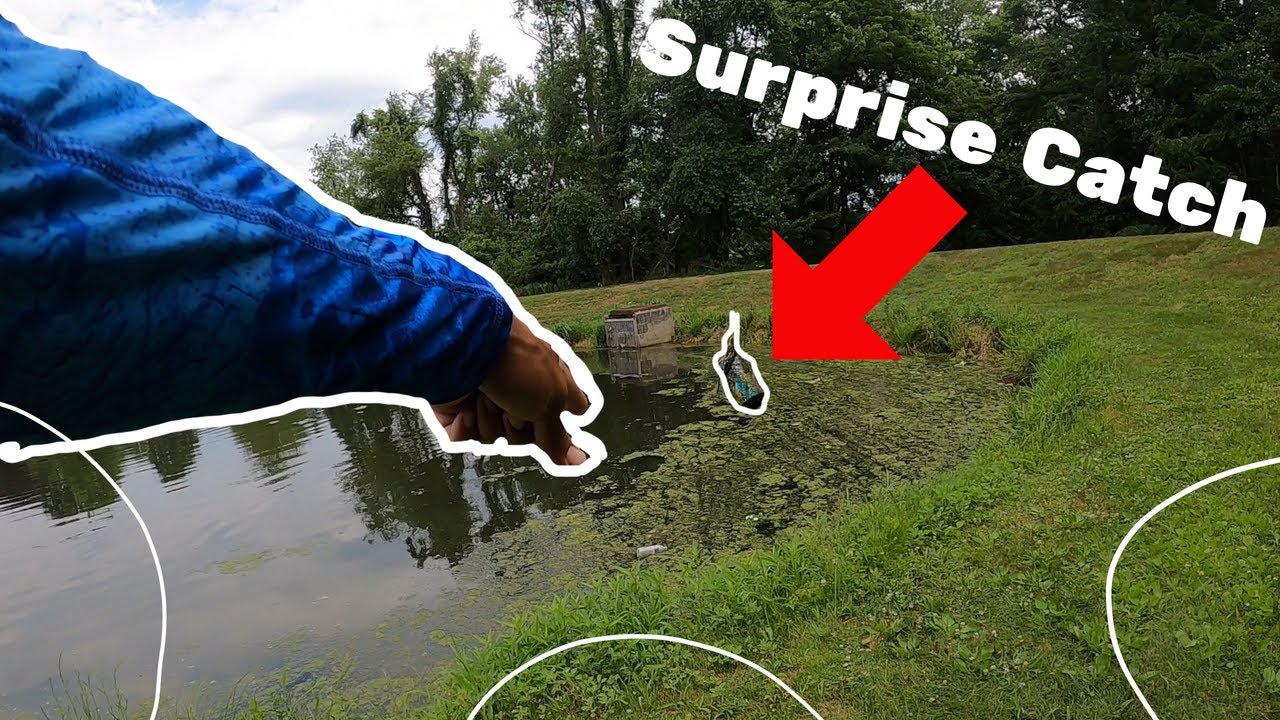 I Caught WHAT?!?! (Surprise Catch Bank Fishing Tiny Pond) - YouTube