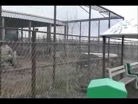 Abnormal Animal Behavior at Guzoo Animal Farm - YouTube