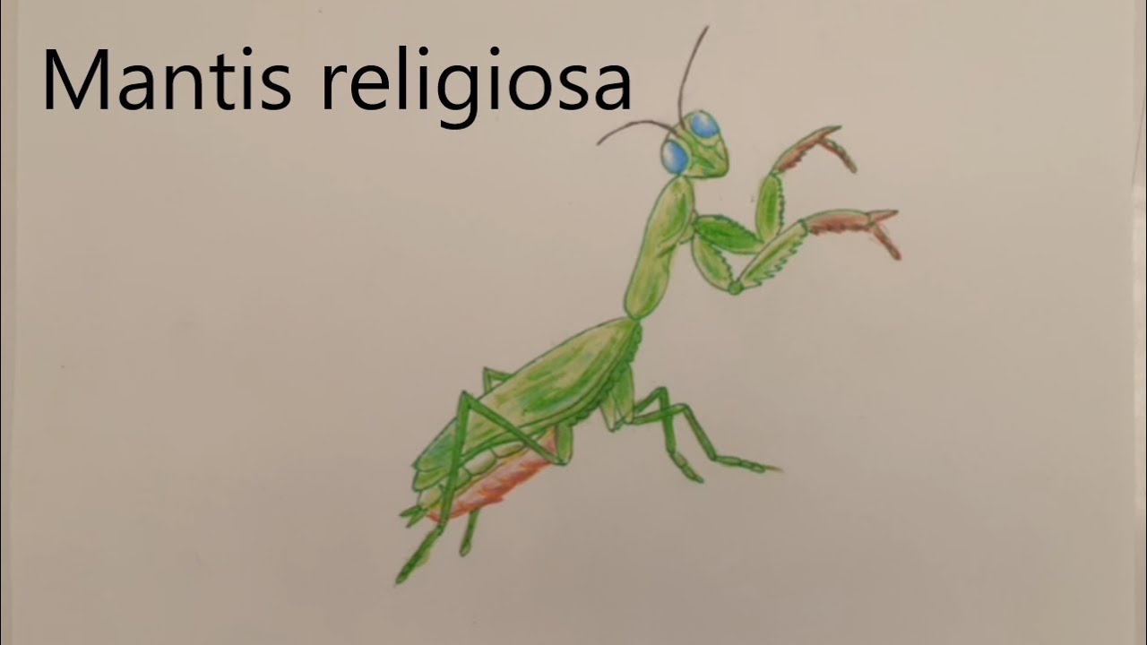 como dibujar una Mantis religiosa - YouTube
