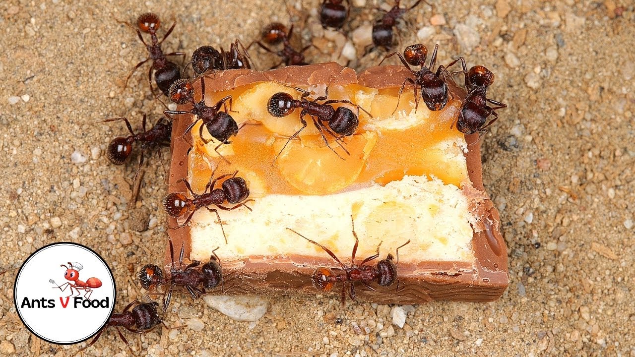 Ant Colony vs Snickers Time Lapse - YouTube