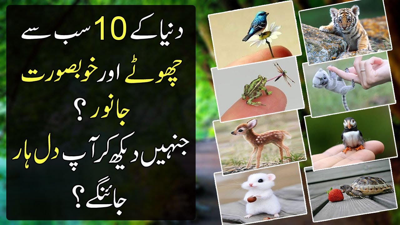 Smallest Animals in the World | 10 Most Tiny Animals In The World | Top ...