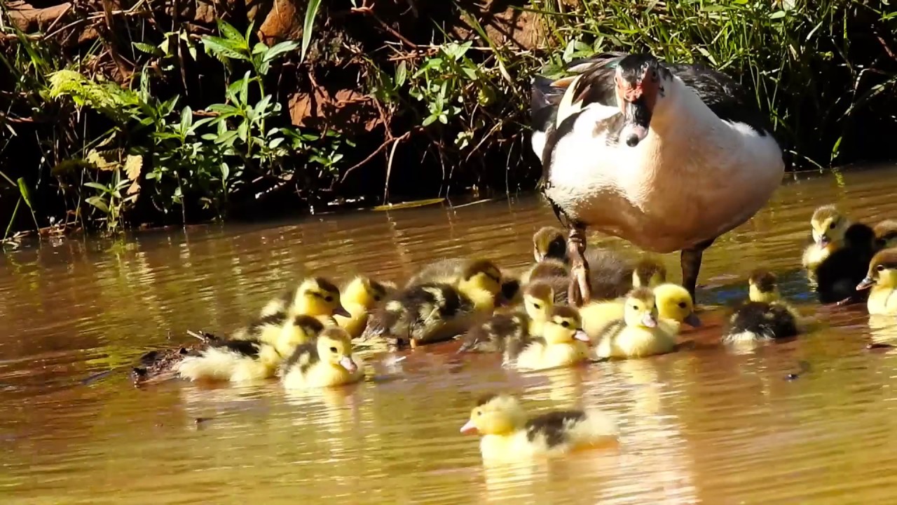 PATO DOMÉSTICO com 25 Patinhos (ANAS PLATYRHYNCHOS DOMESTICUS ...
