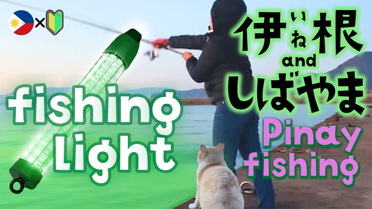 Fishing with a fishing light／ライトで魚をあつめてみました。 - YouTube