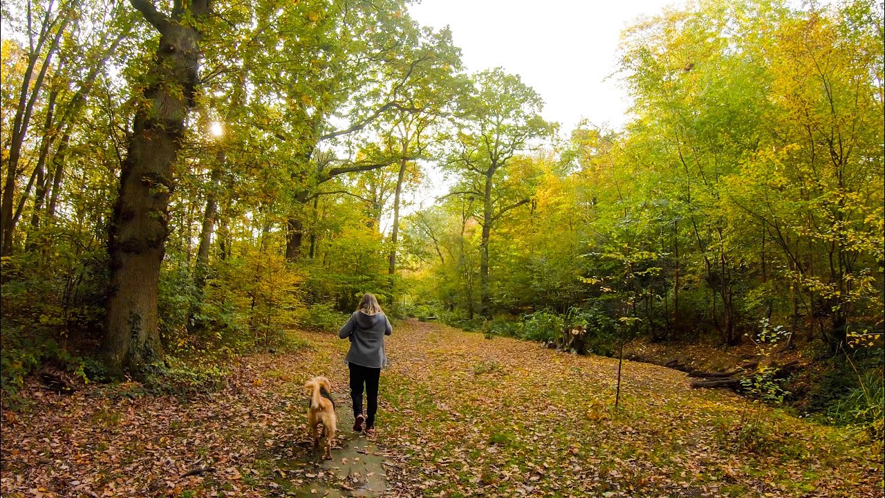 Walking in London: Coldfall Wood [4K, Binaural] - YouTube